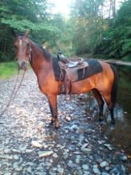 Brugte Morgan andre staldmaskiner til salg - Mascus Denmark